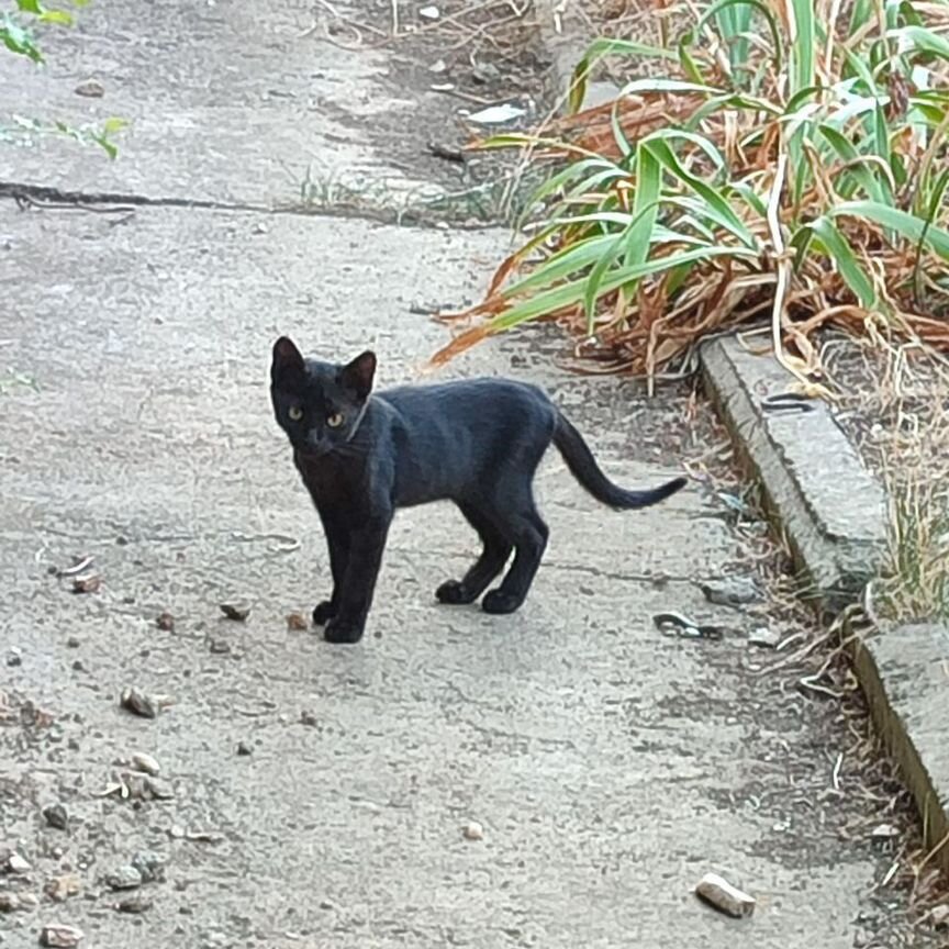 Котёнок, маленькие пантеры
