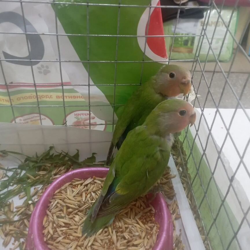 Попугай неразлучники