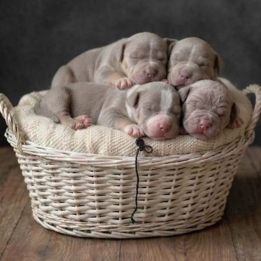 Американский булли, щенок