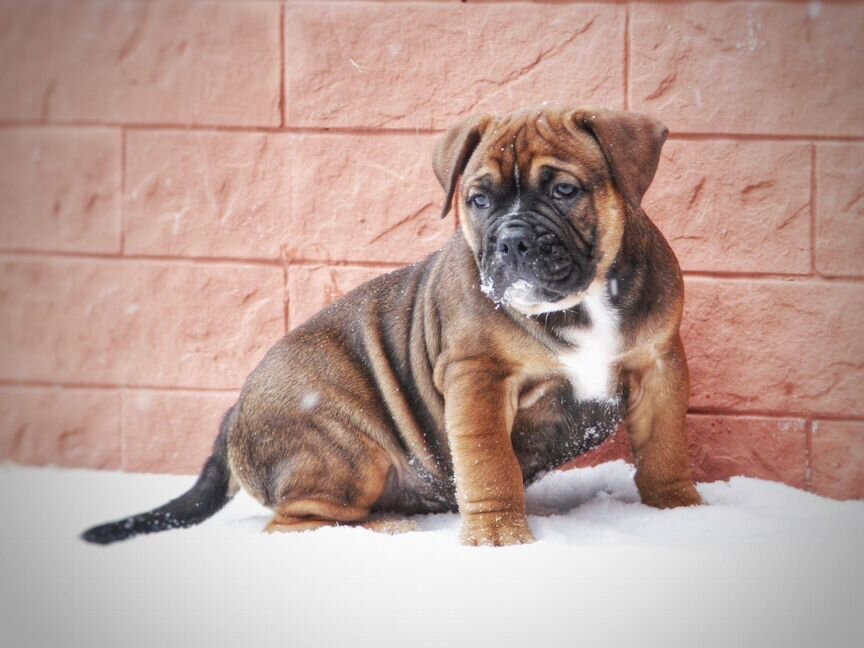 Щенок староанглийского бульдога мальчик