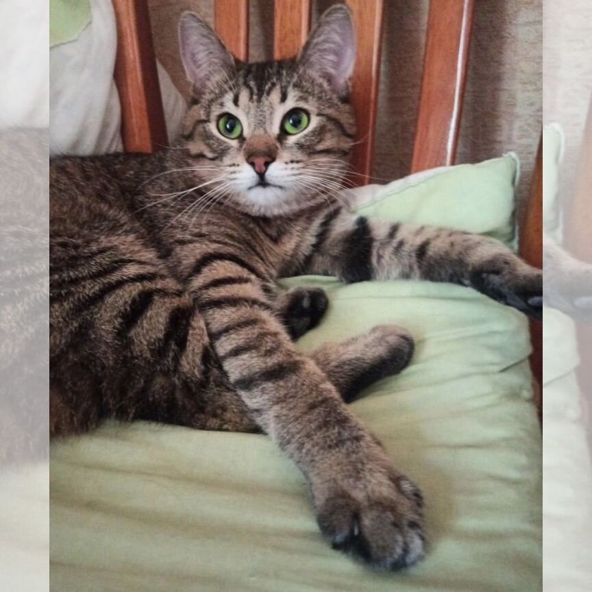 Котёнок в добрые руки