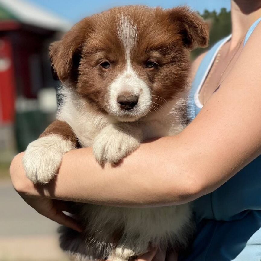 Бордер-колли, щенок