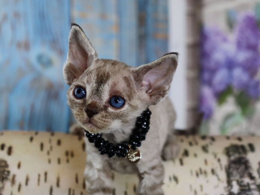 Котята девон-рекс