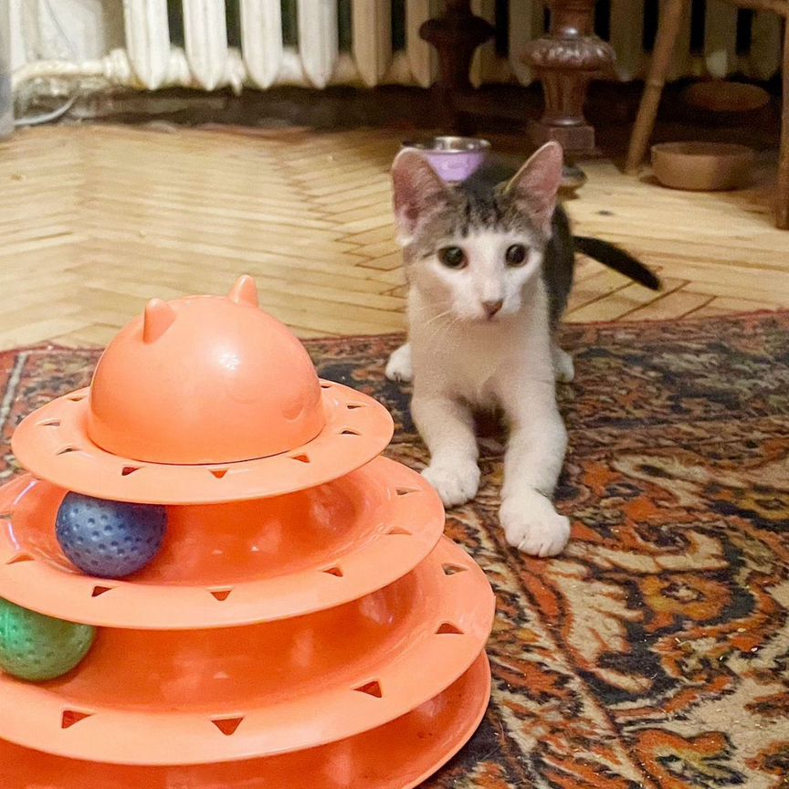 Котик модный