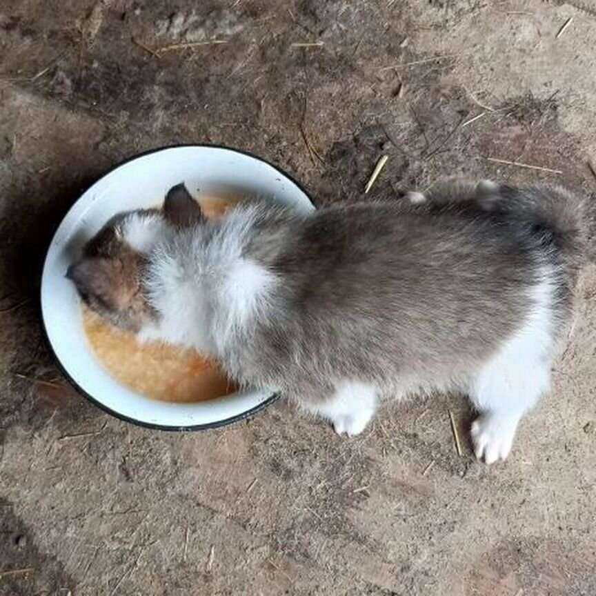 Лайка, щенок