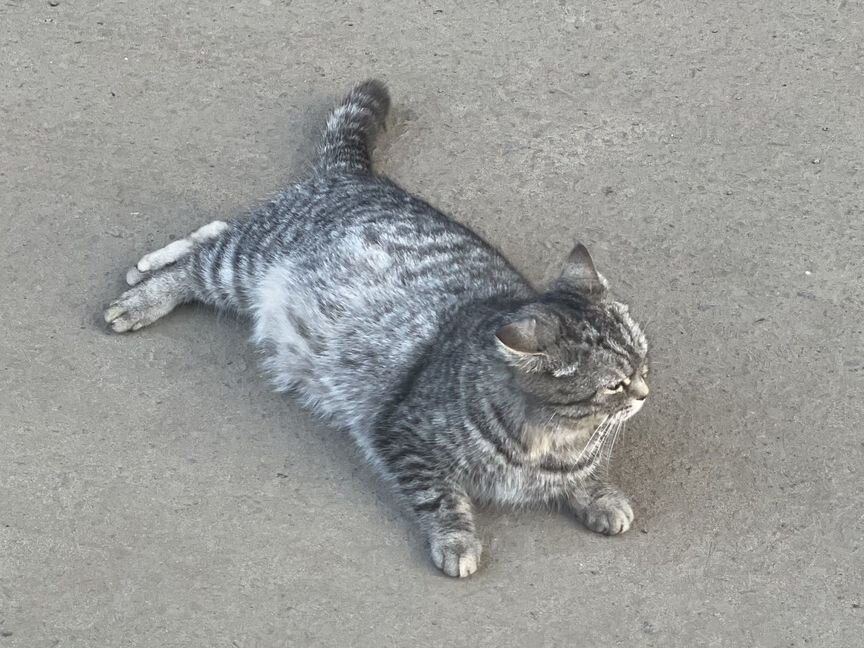 Красивая кошка ищет дом