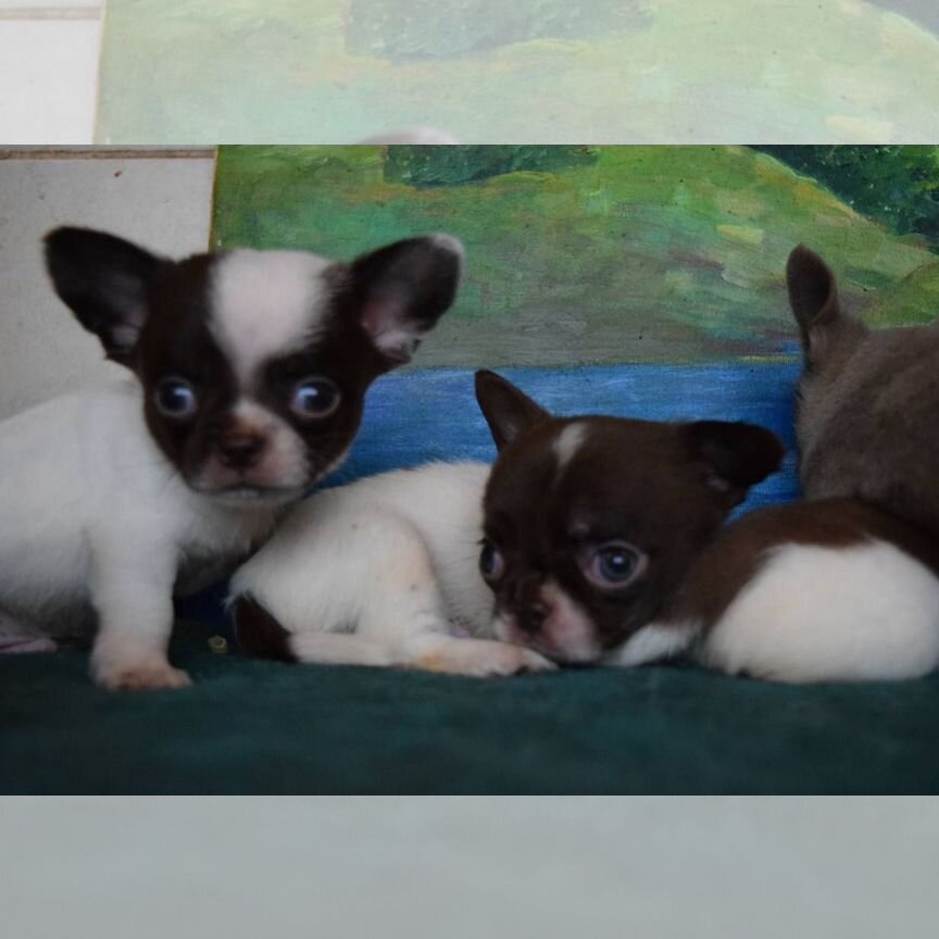 Чихуахуа, щенок