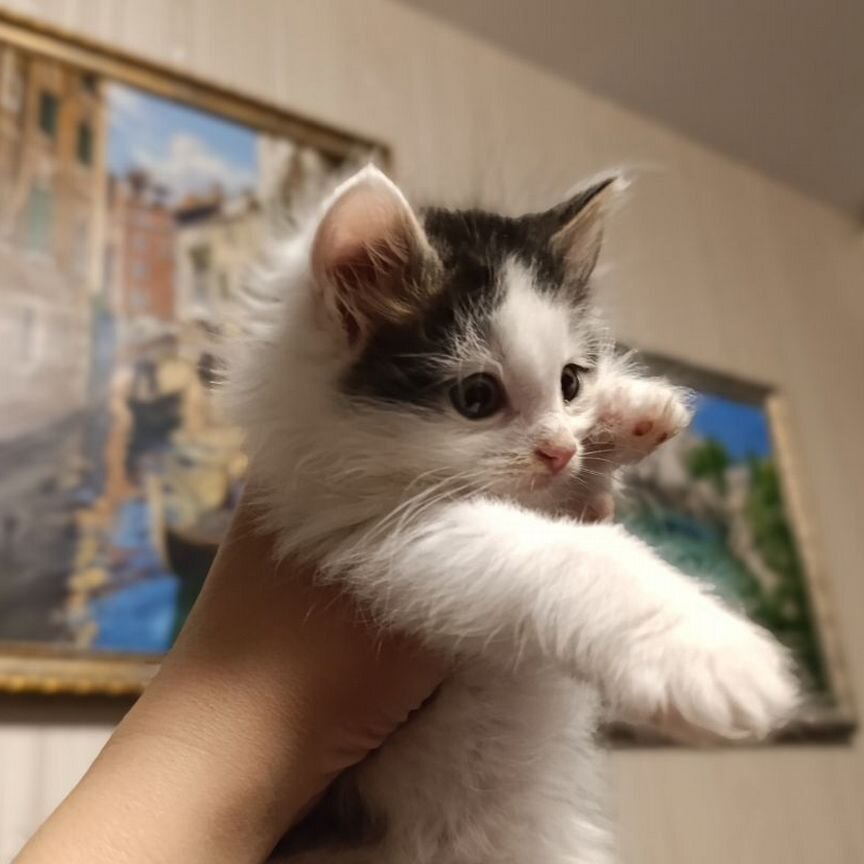 Котята В добрые руки бесплатно
