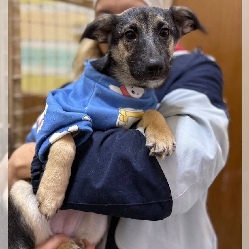 Щенок в добрые руки