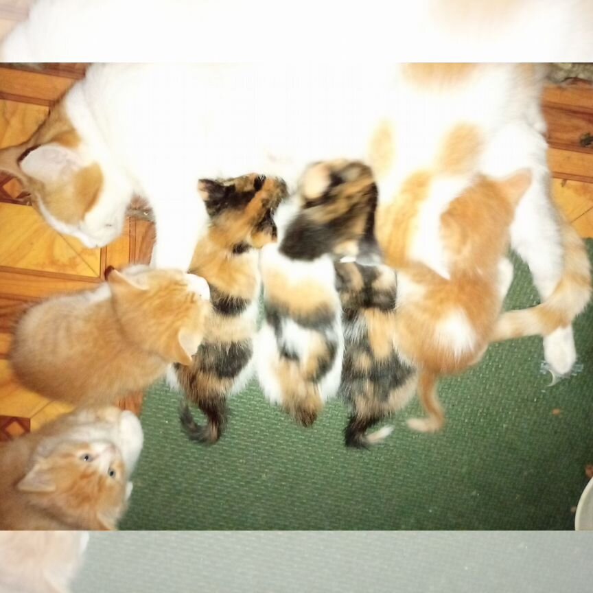 Сибирский котёнок