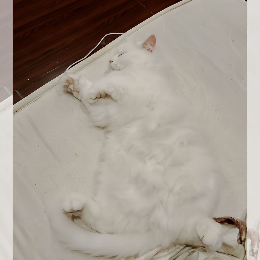 Взрослая, кошка в добрые руки