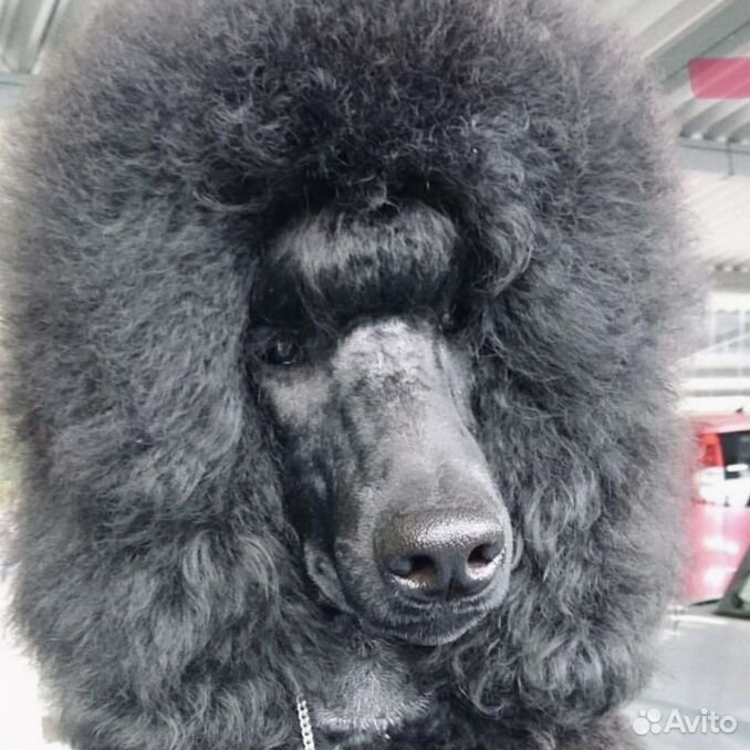 Пудель большой королевский