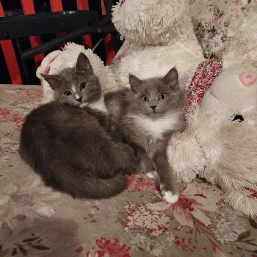 Уличные котята в добрые руки