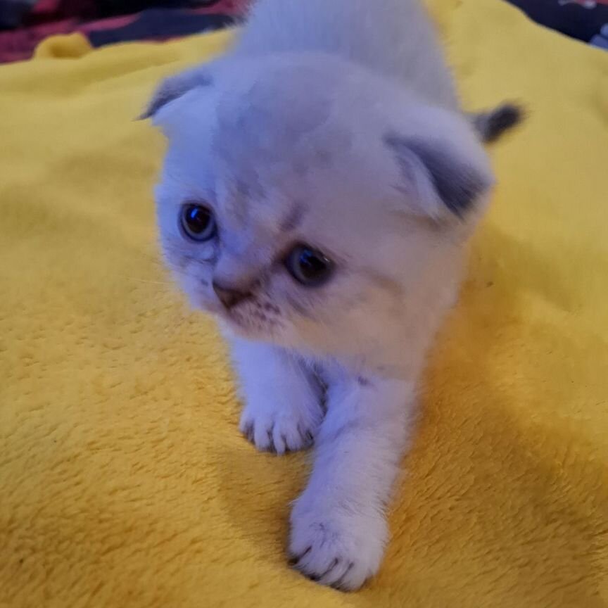 Котенок вислоухий шиншилла серебро