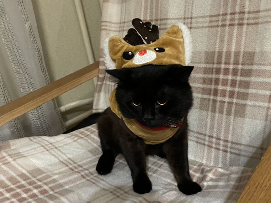 Комбенизон для кота