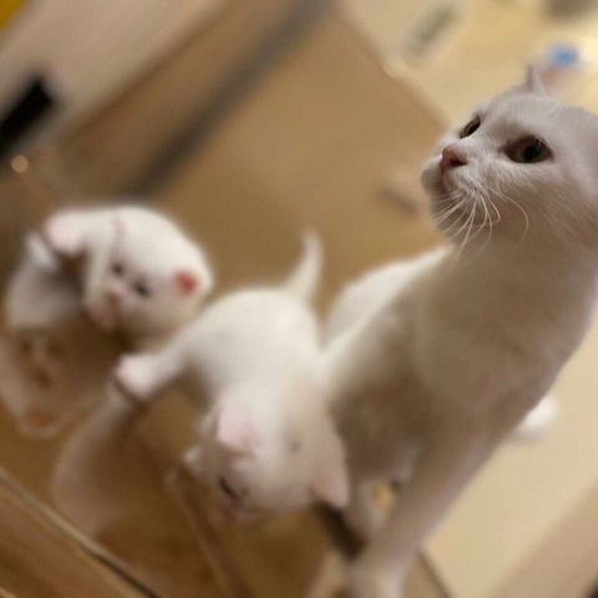 Отдам очень красивых Котят