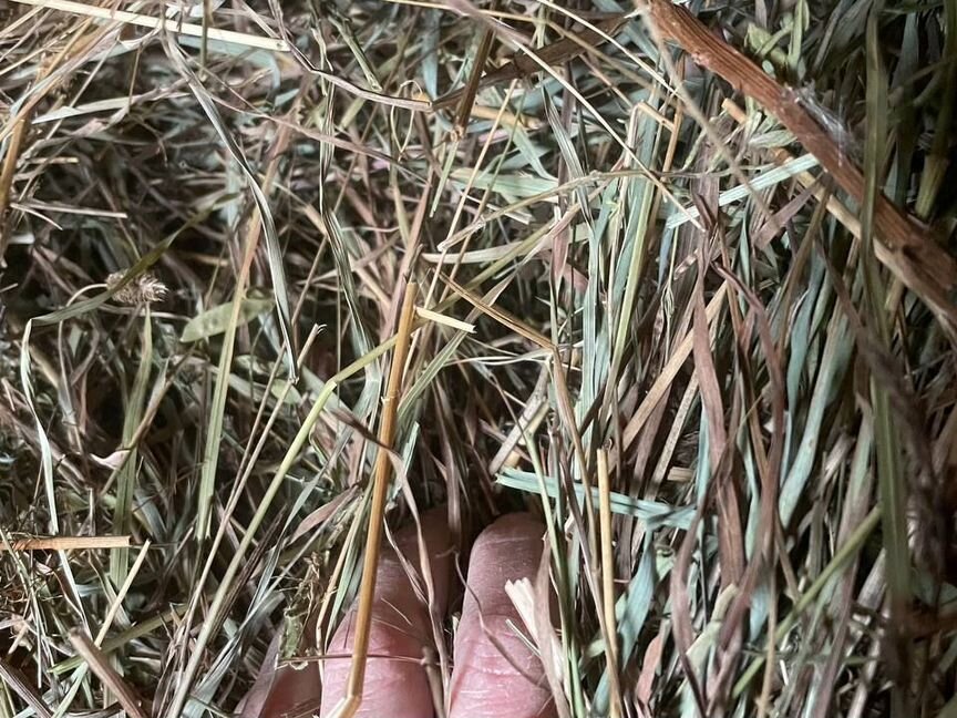 Сено в рулонах опт/Доставка