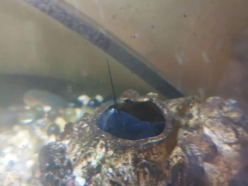 Сом черная косатка багрус перевертышь