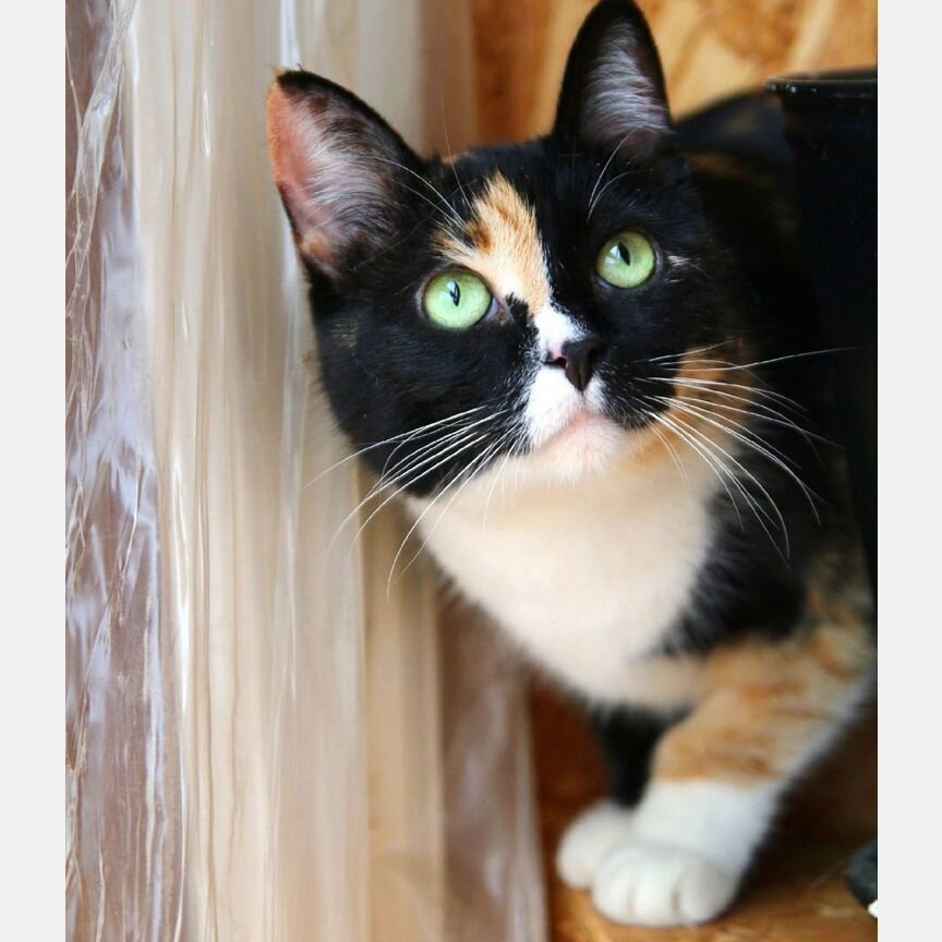 Кошечка Алиса нуждается в доме