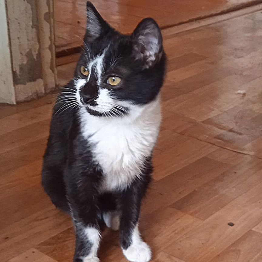 Котёнок в добрые руки