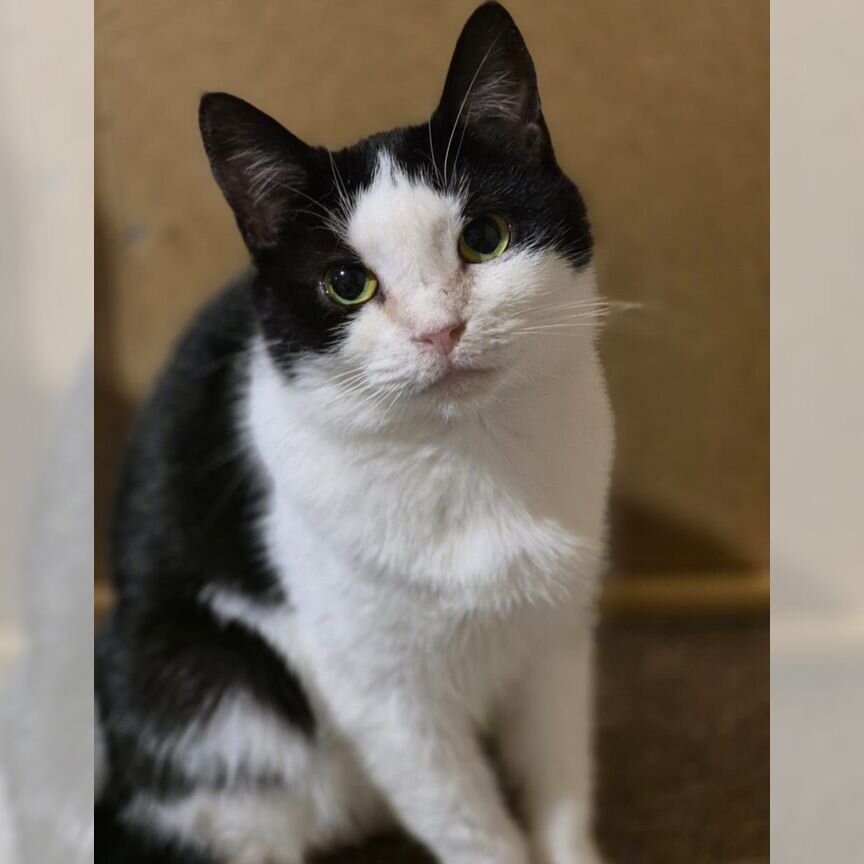 Взрослая кошка в добрые руки