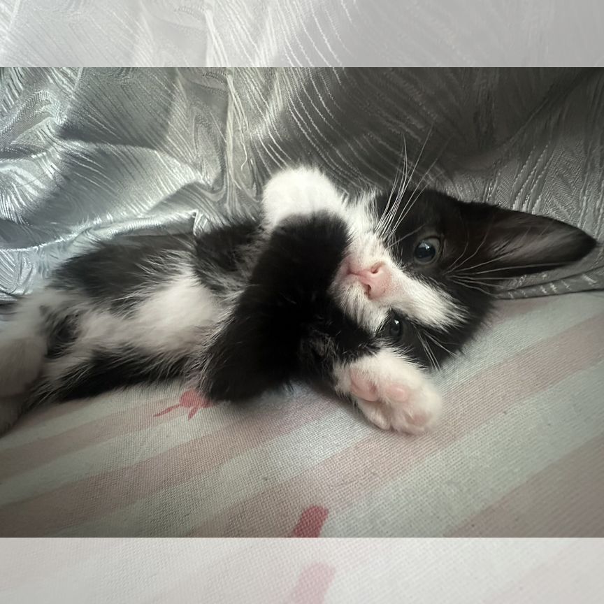 Котёнок в добрые руки