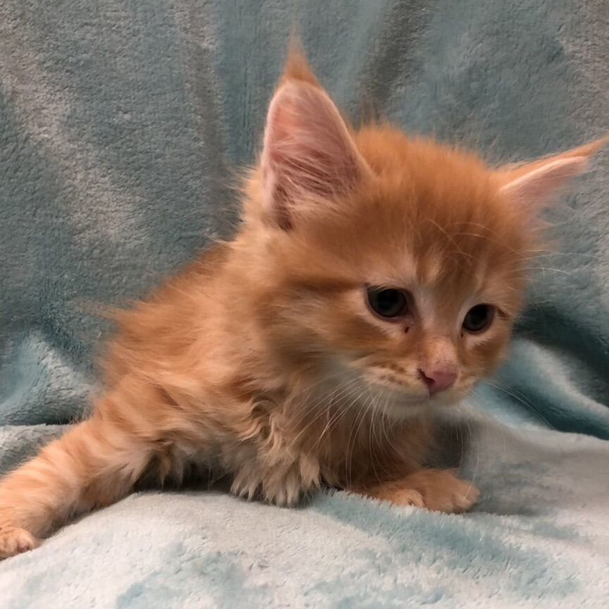 Котята мейн-кун