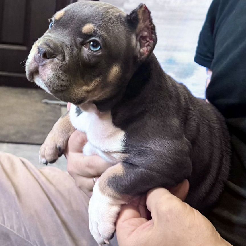 Американский булли, щенок