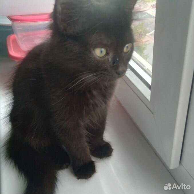 Пушистый мальчик 2,5 мес