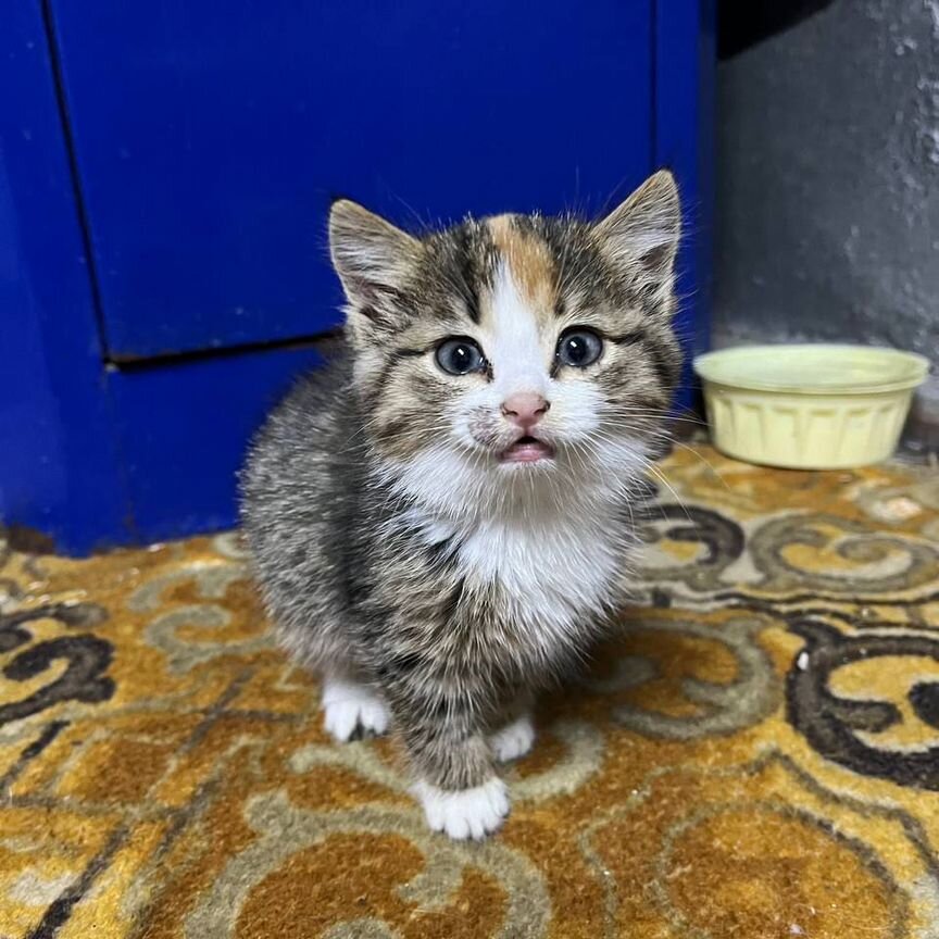 Трёхцветная кошечка