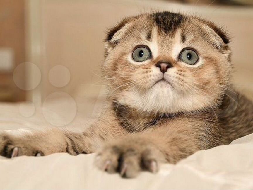 Самый редкий драгоценный золотой окрас