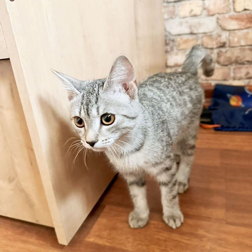 Кошки в добрые руки