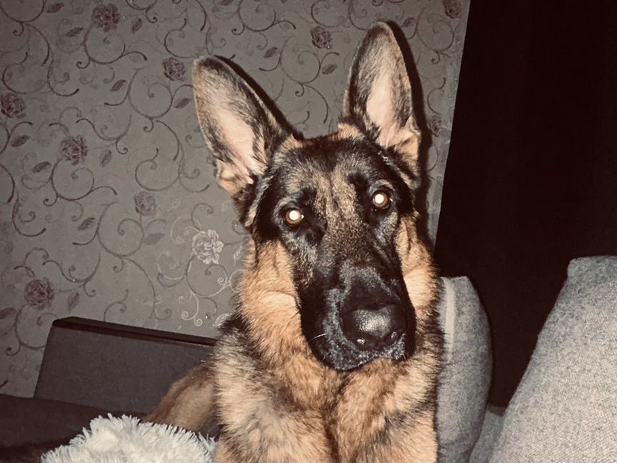 Ищем девочку для случки