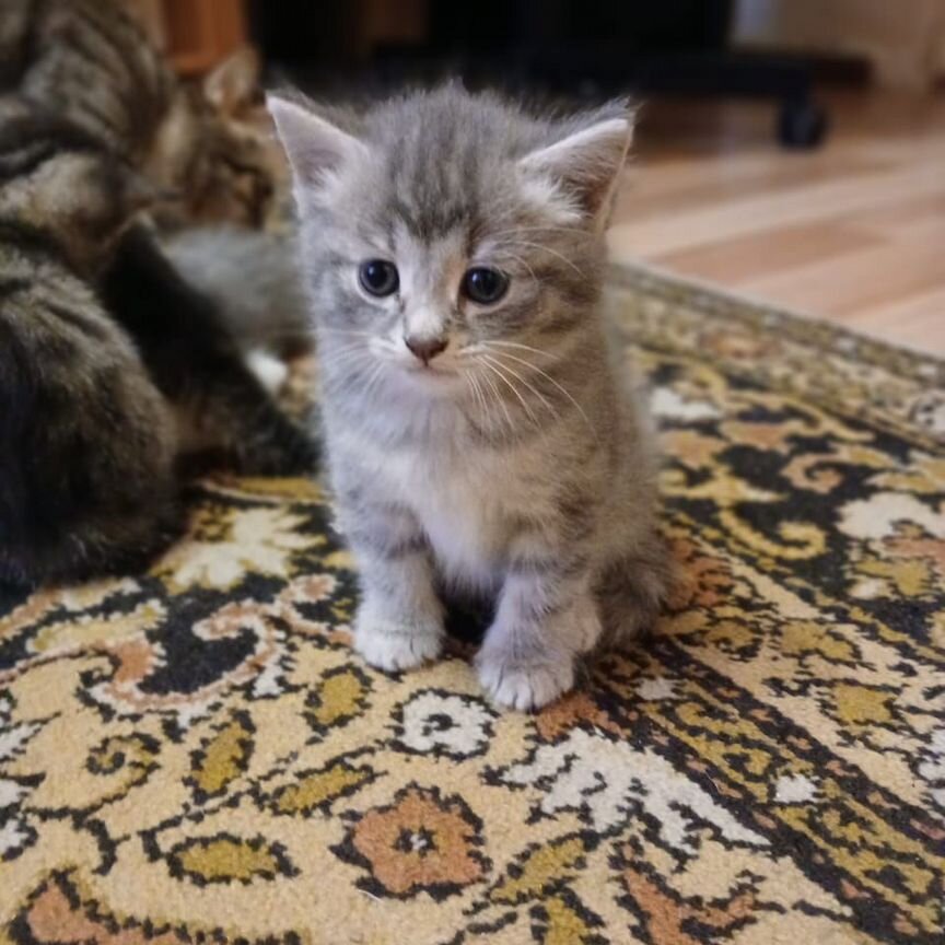 Уральский рЭкс