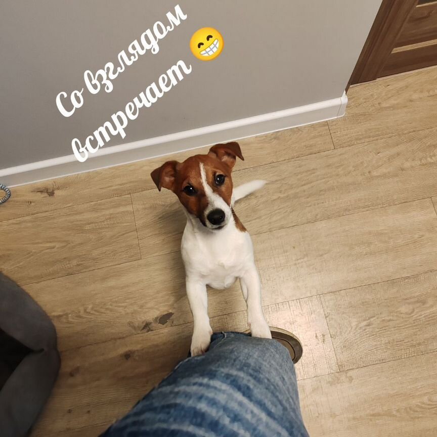 Джек рассел терьер