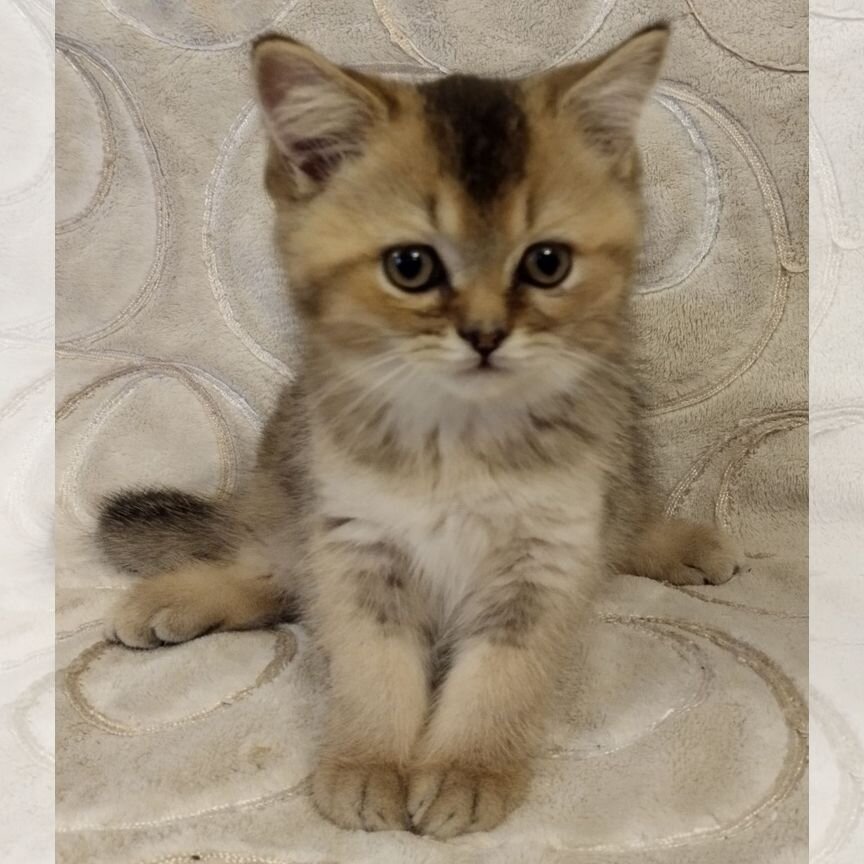 Британские котята