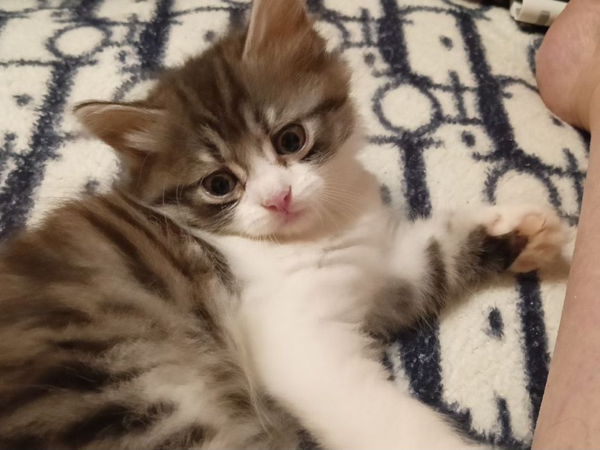 Котëнок