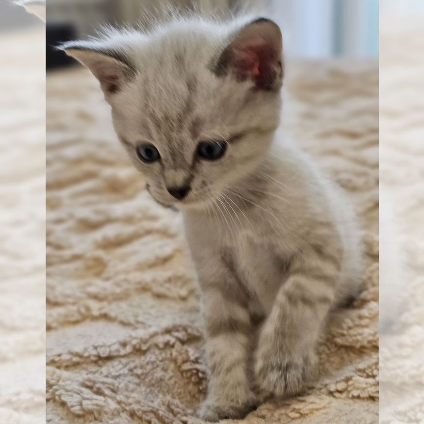 Тайский котёнок