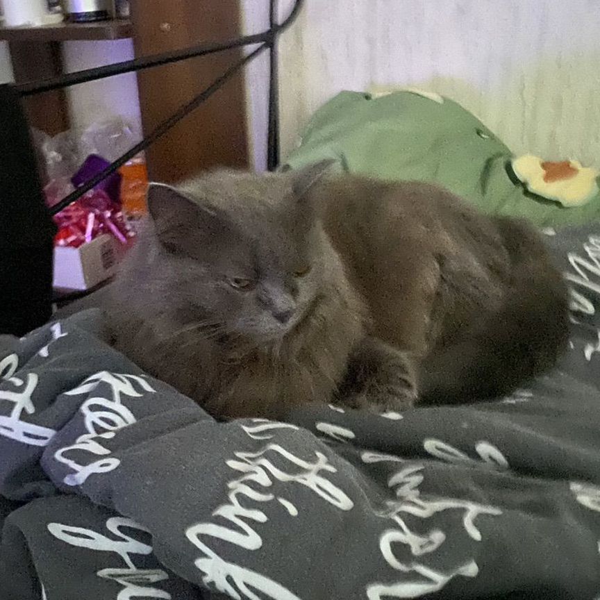 Русская голубая кошка, взрослая