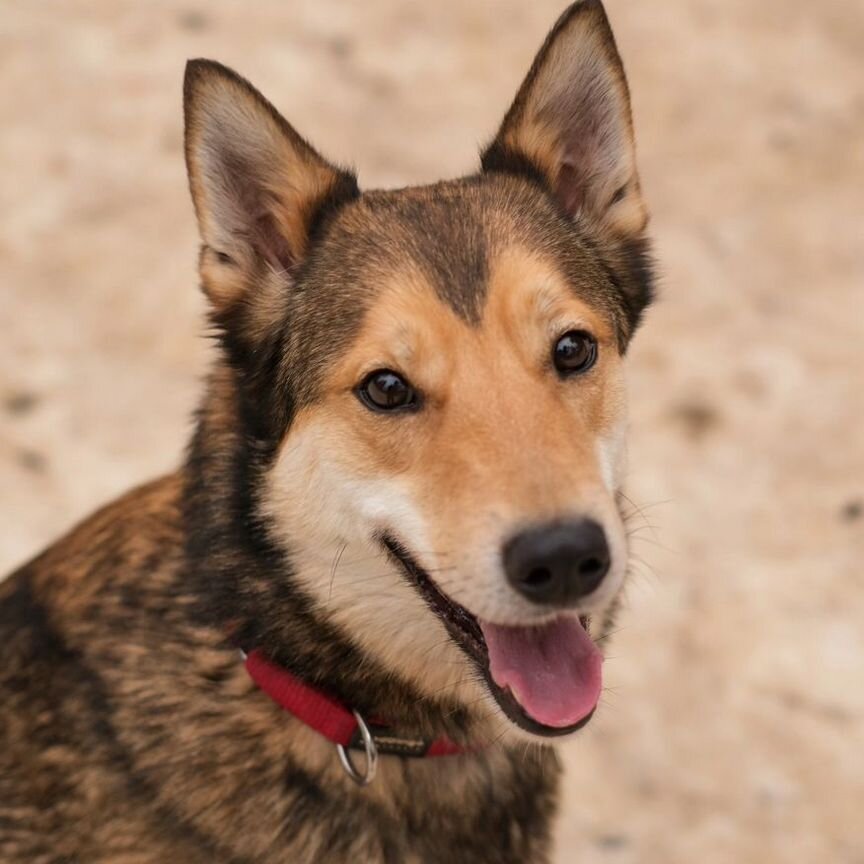 Взрослый пёс в добрые руки