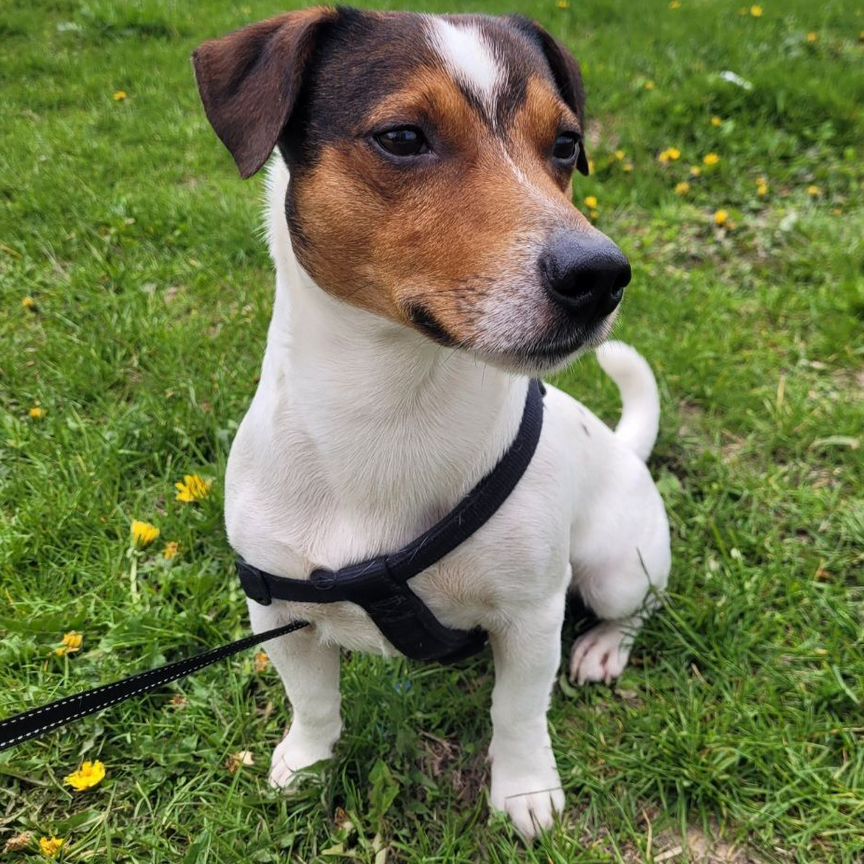 Джек-рассел-терьер, вязка