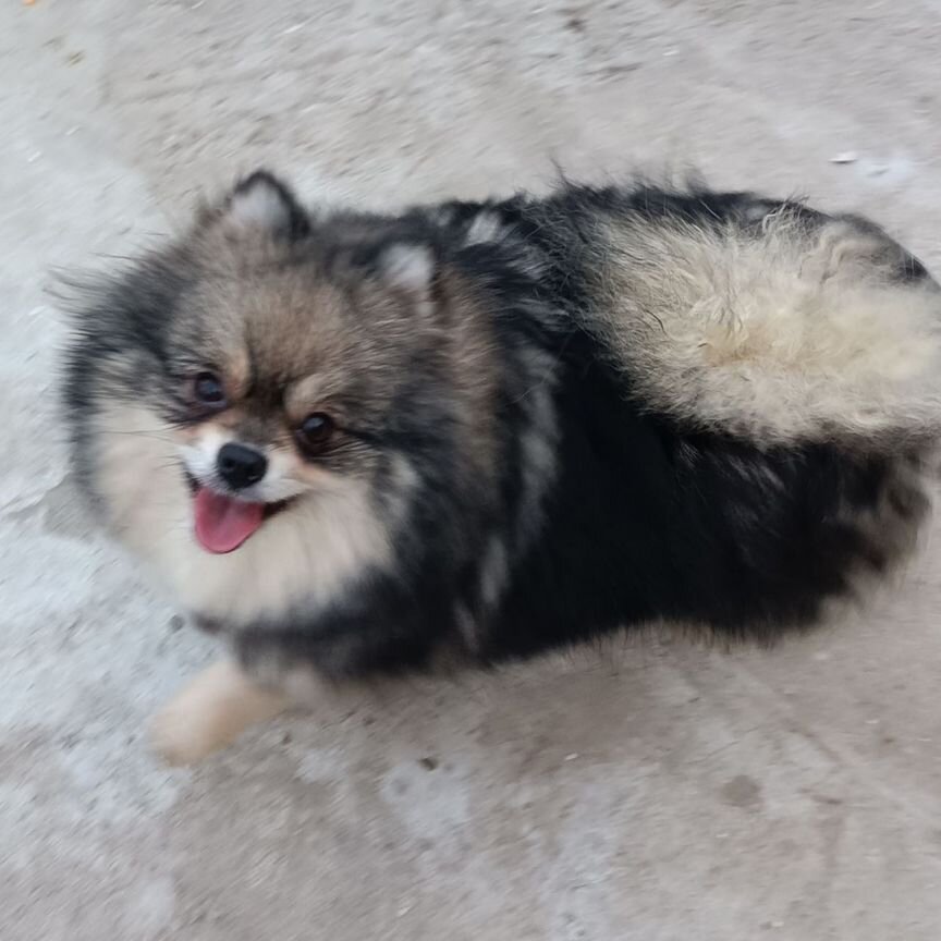 Померанский шпиц