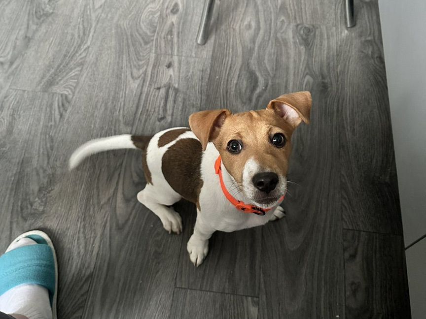 Щенок джек рассел