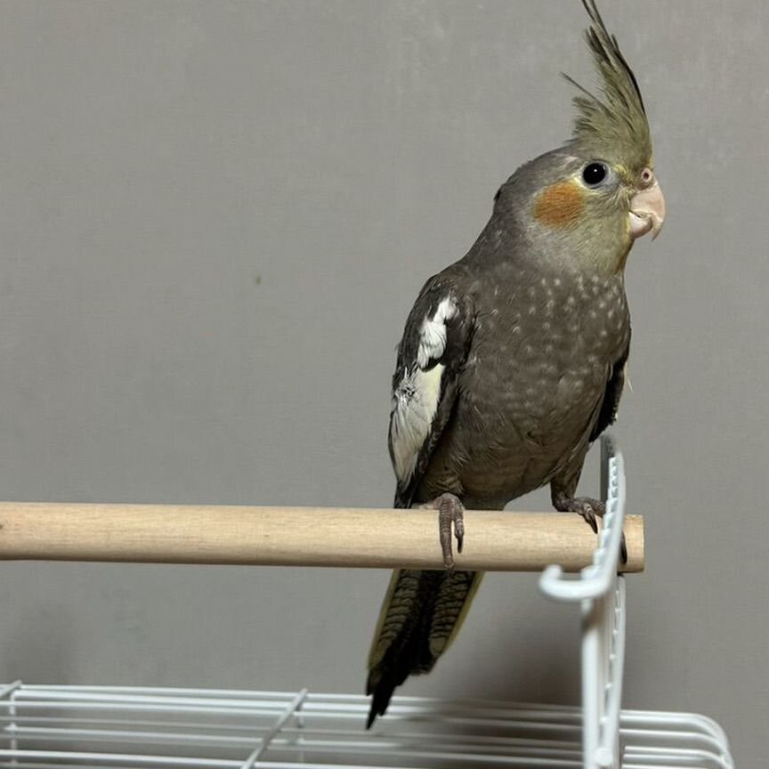 Попугай корелл птенец