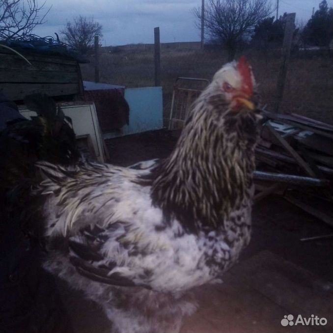 Петух фавероль