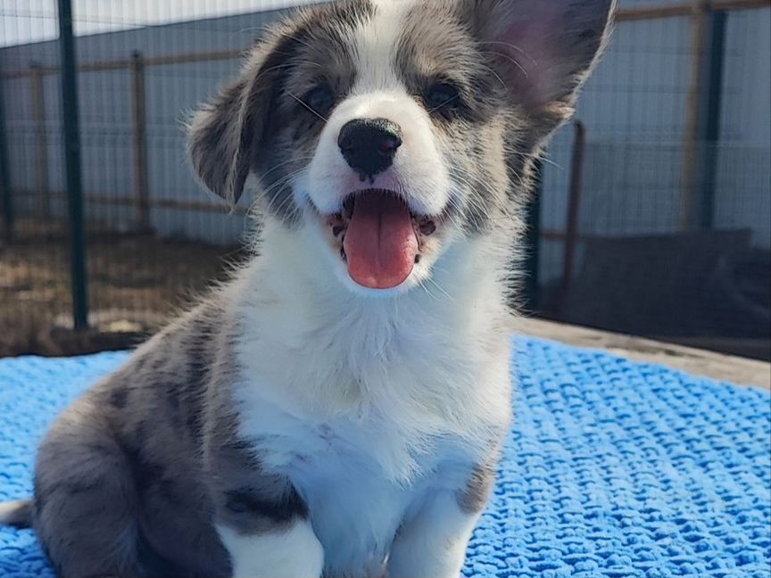 Мальчик Вельш корги