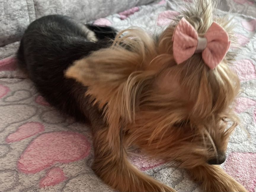 Мини йорки щенки