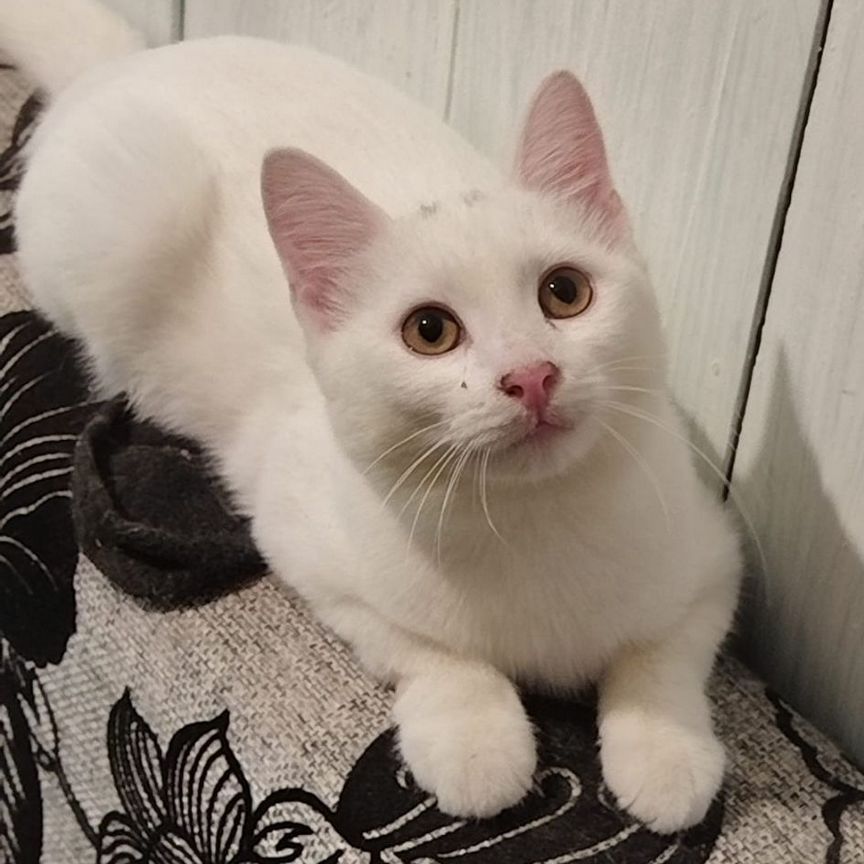 Котик