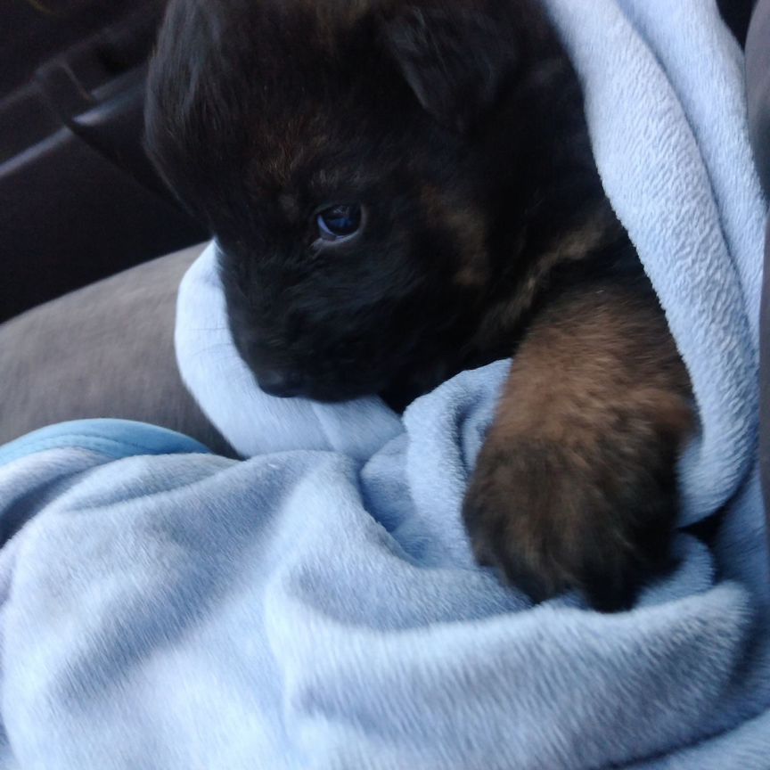 Щенки немецкой овчарки длинношерстной