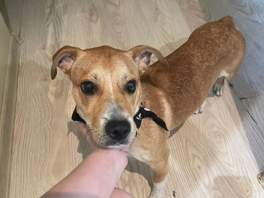 Собака в добрые руки